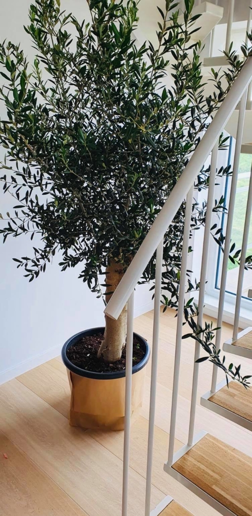 Măslin natural la ghiveci Hope - enRose