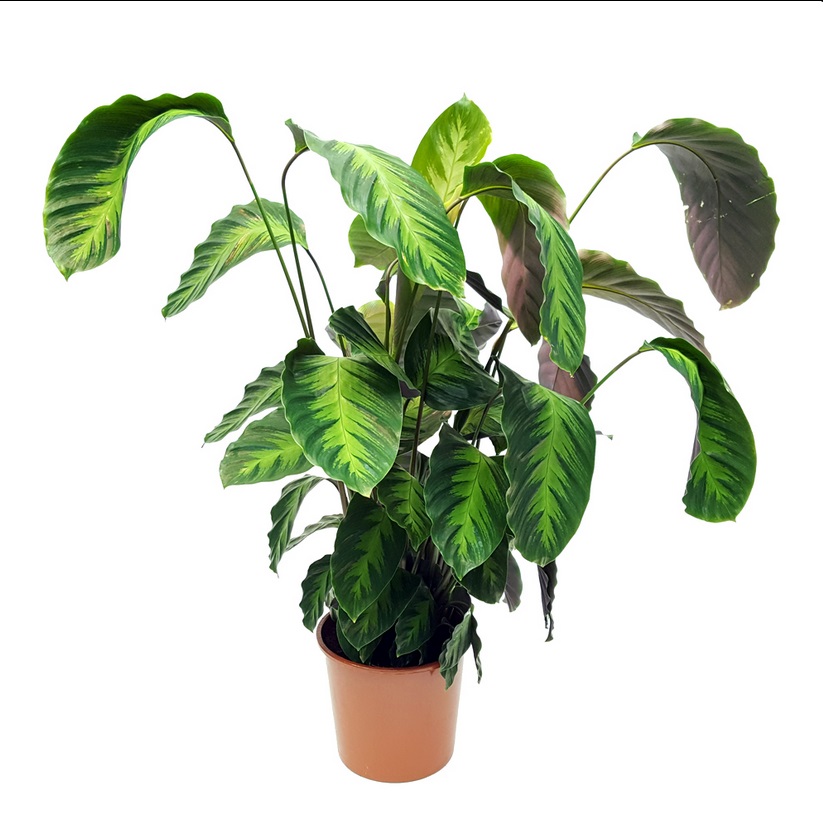 Planta Păun Calathea extra mix - enRose