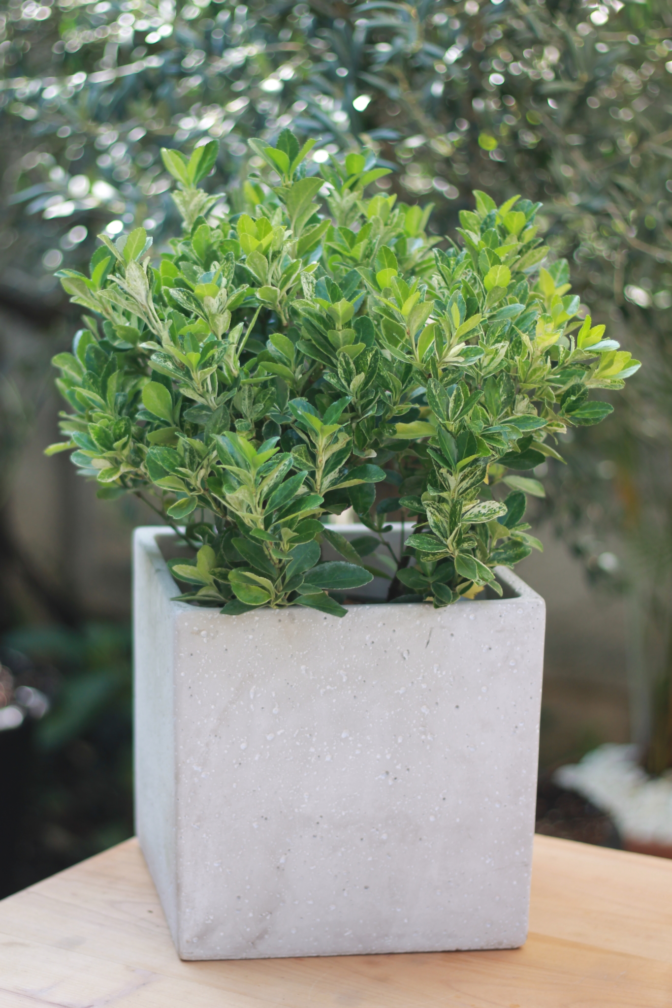 Arbust natural peren Euonymus jap Pierrolino - enRose