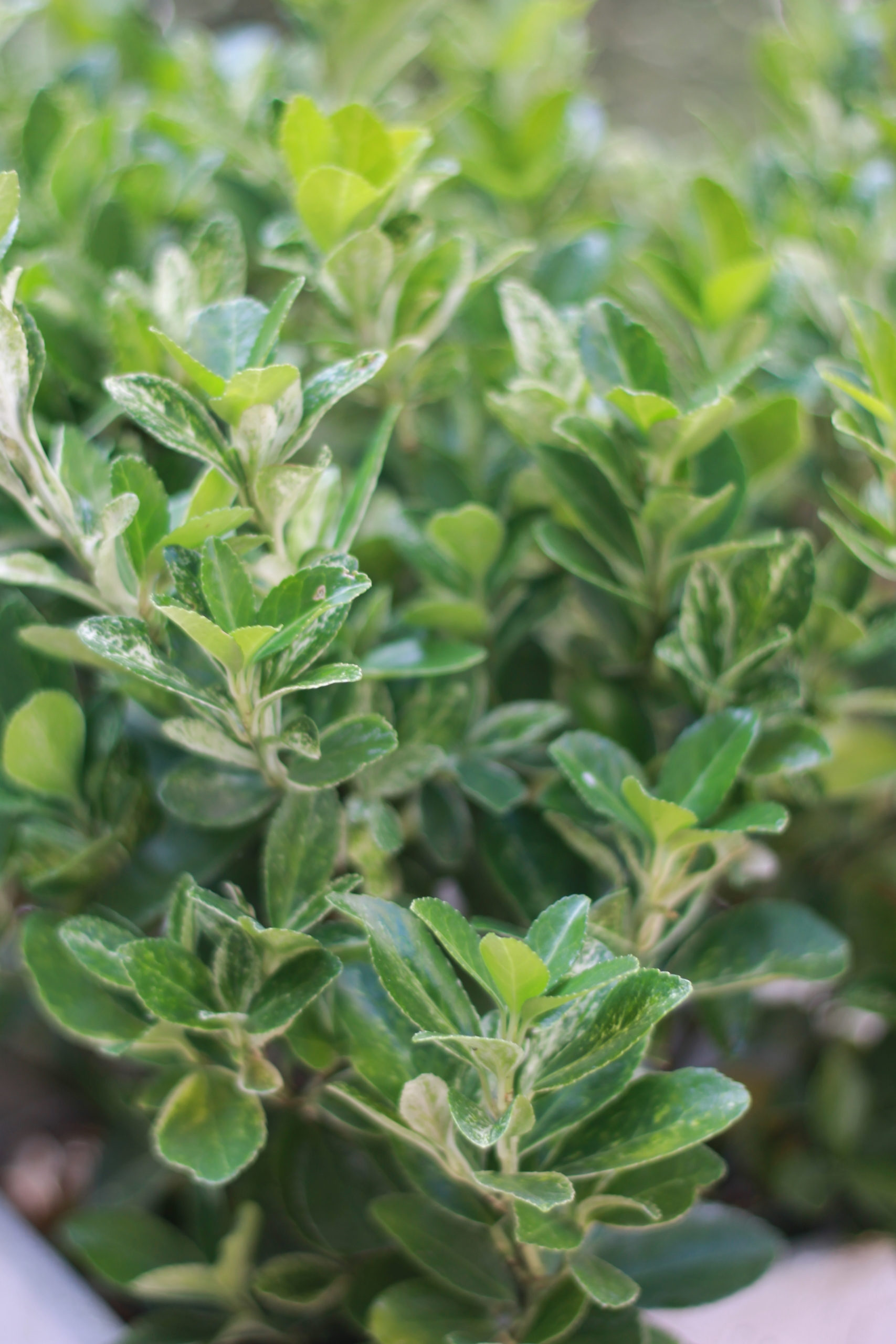 Arbust natural peren Euonymus jap Pierrolino - enRose