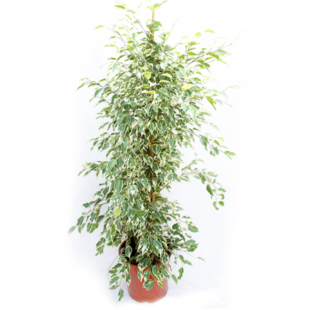 Ficus Benjamina bicolor - enRose