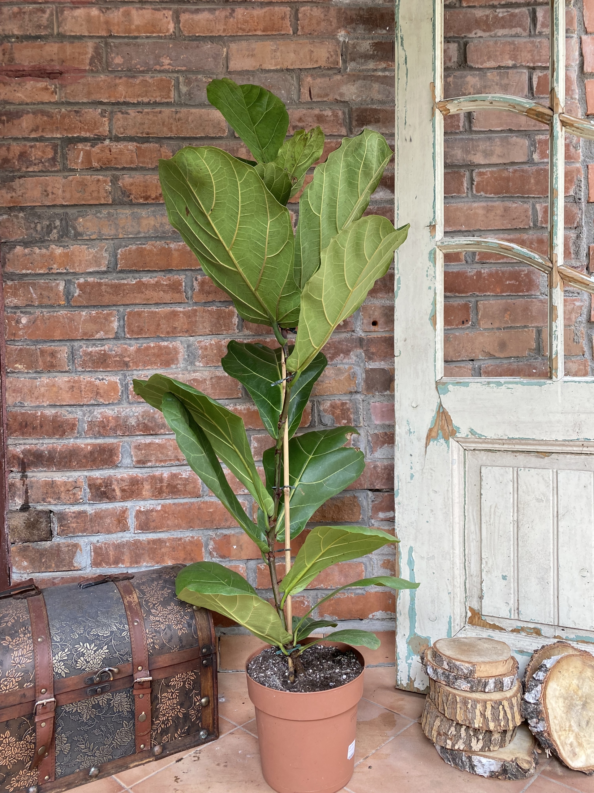 Ficus Lyrata – enRose