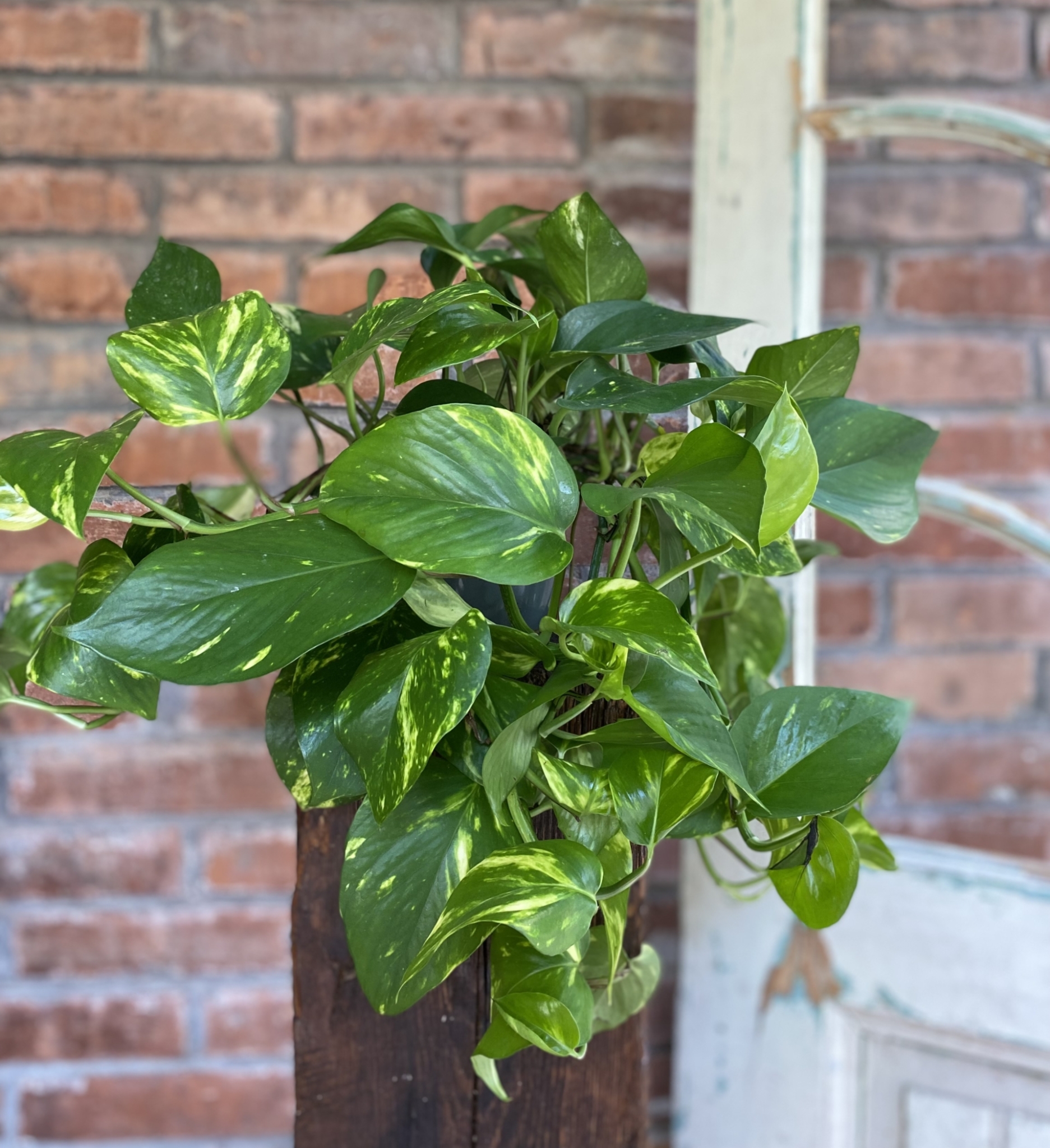 Epipremnum aureum - enRose