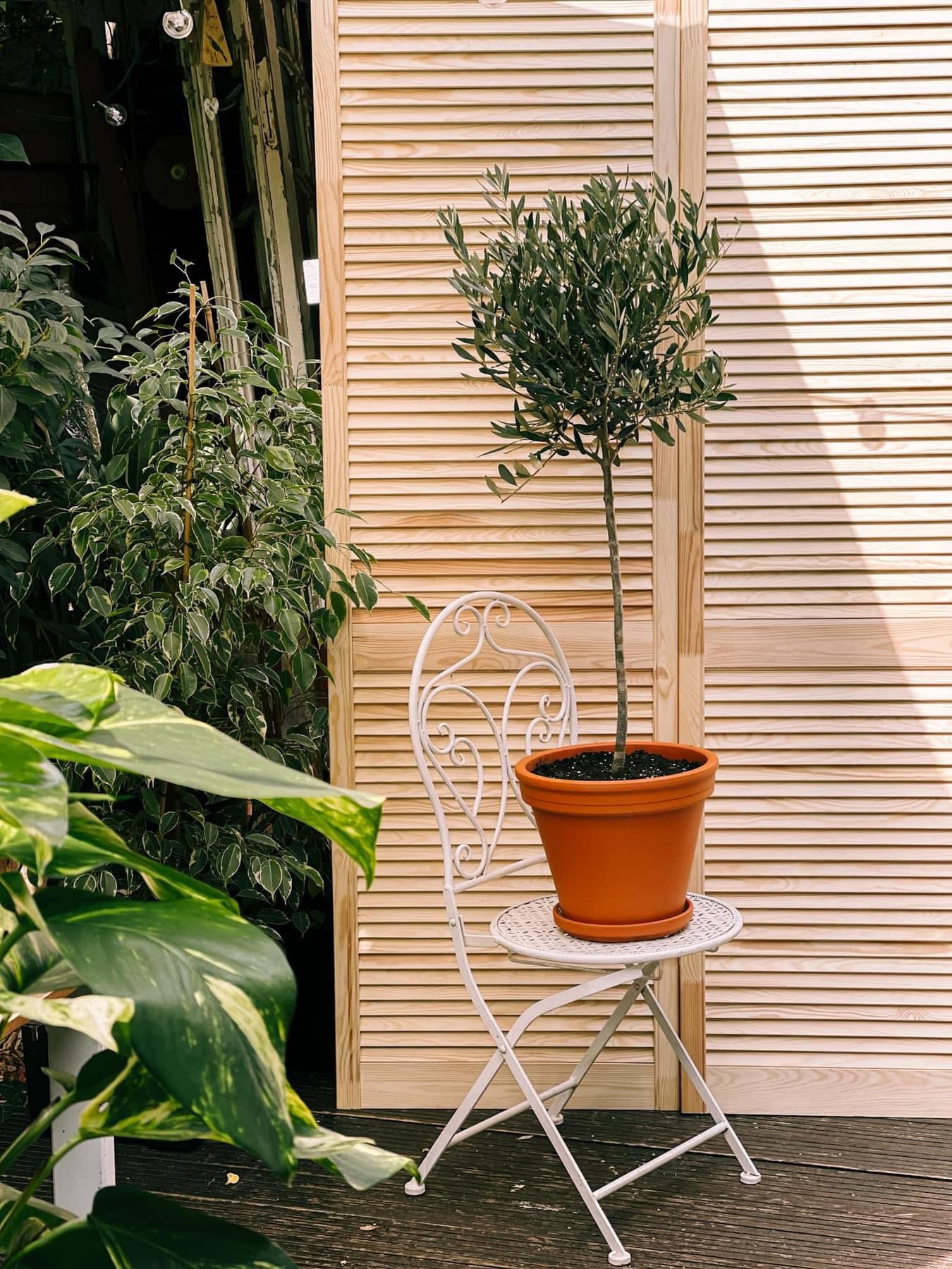 Măslin natural în ghiveci de teracotă - enRose